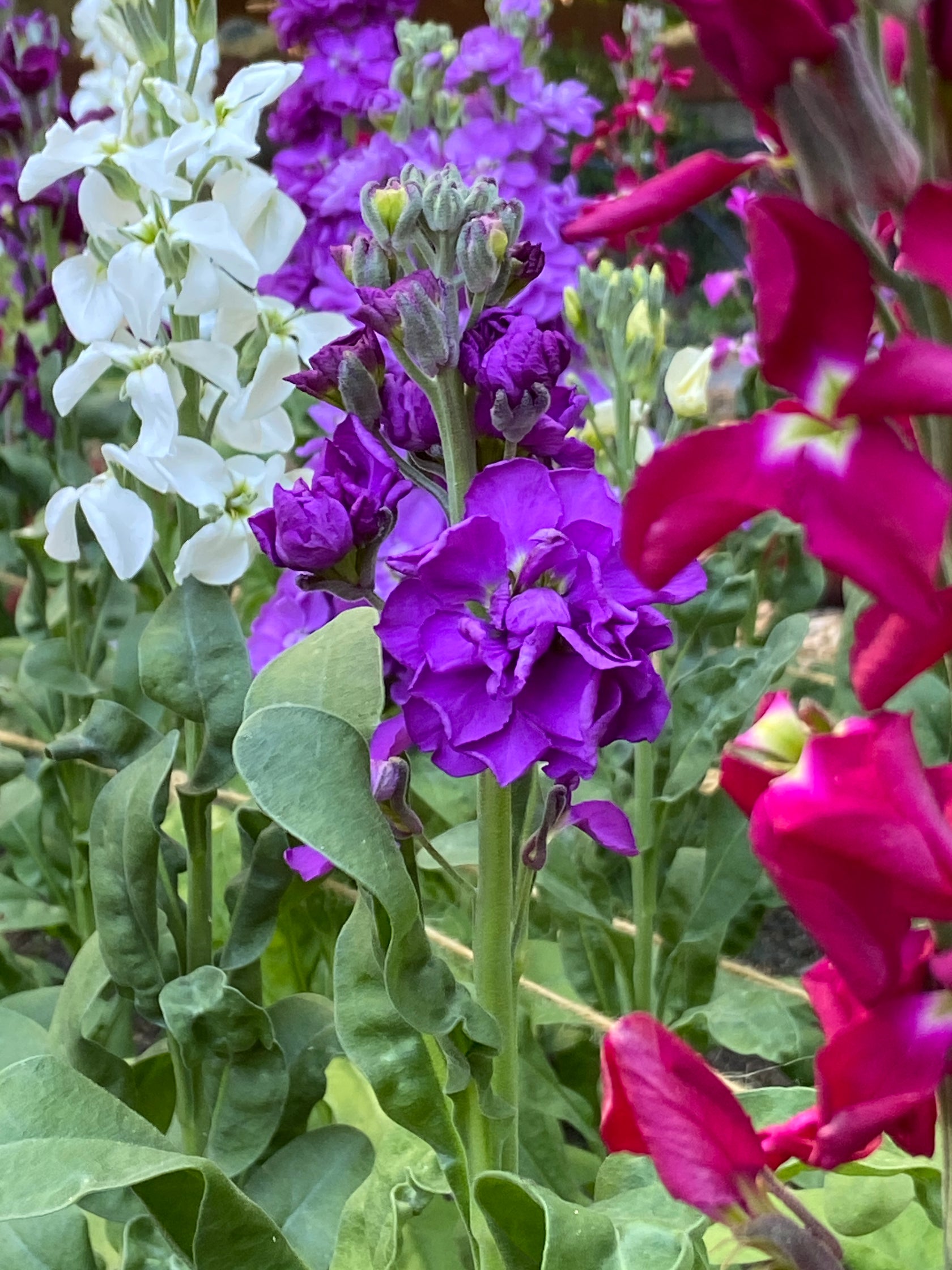 'Ten Week Perfume' Fragrant Stock – Renee's Garden