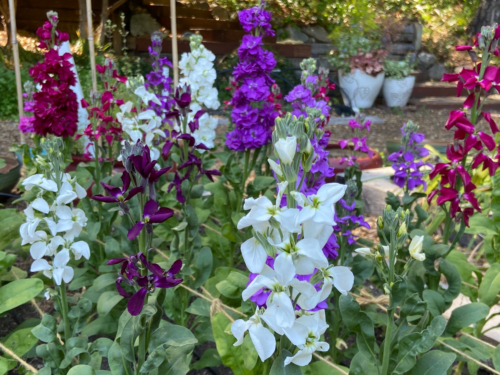 'Ten Week Perfume' Fragrant Stock – Renee's Garden