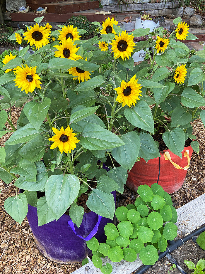 'Junior' Container Sunflowers | Renee's Garden Seeds