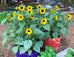 'Junior' Container Sunflowers – Renee's Garden