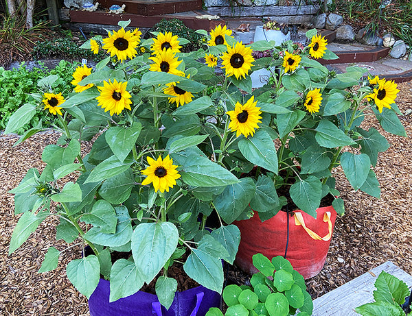 'Junior' Container Sunflowers | Renee's Garden Seeds