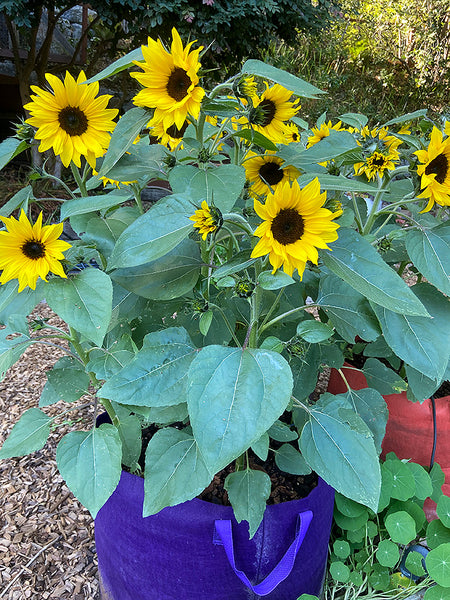 'Junior' Container Sunflowers | Renee's Garden Seeds