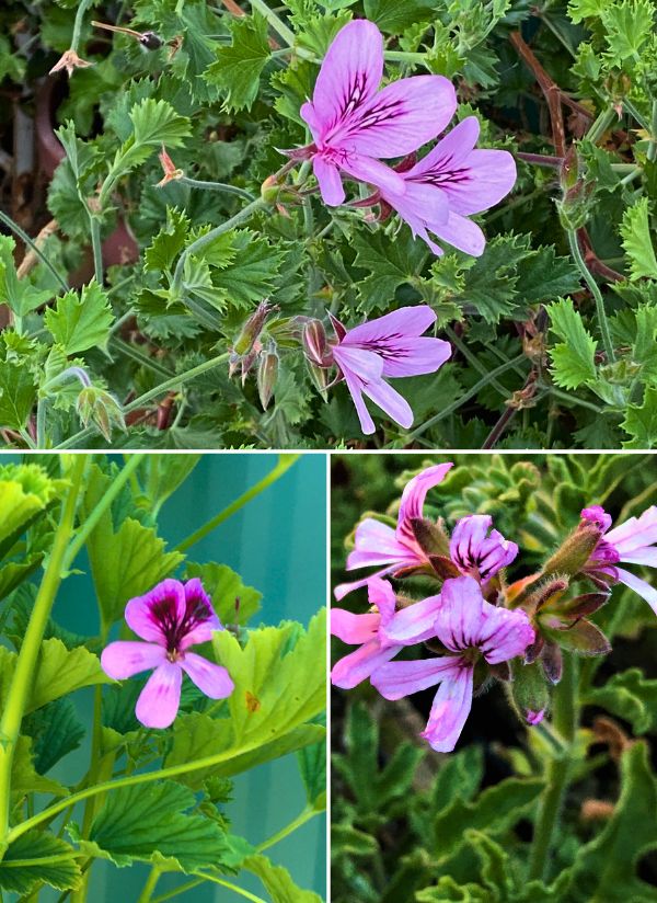Herbs | Scented geranium trios | Renee's Garden Seeds