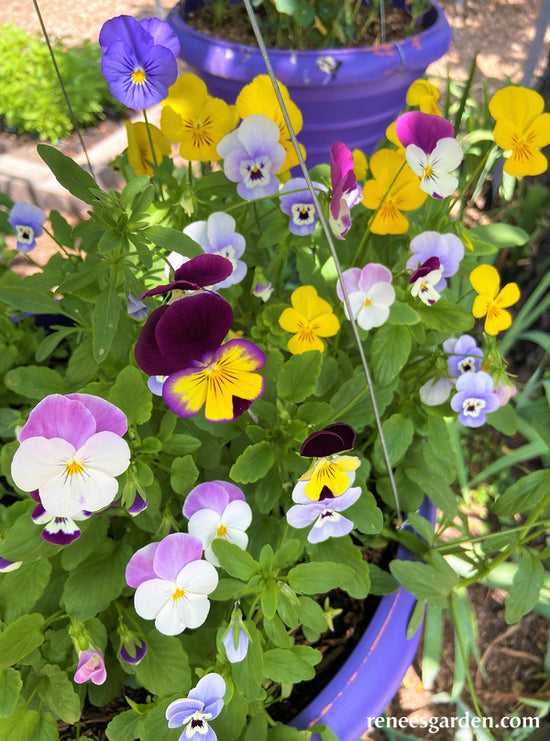 'Fairyland' Petite Violas – Renee's Garden