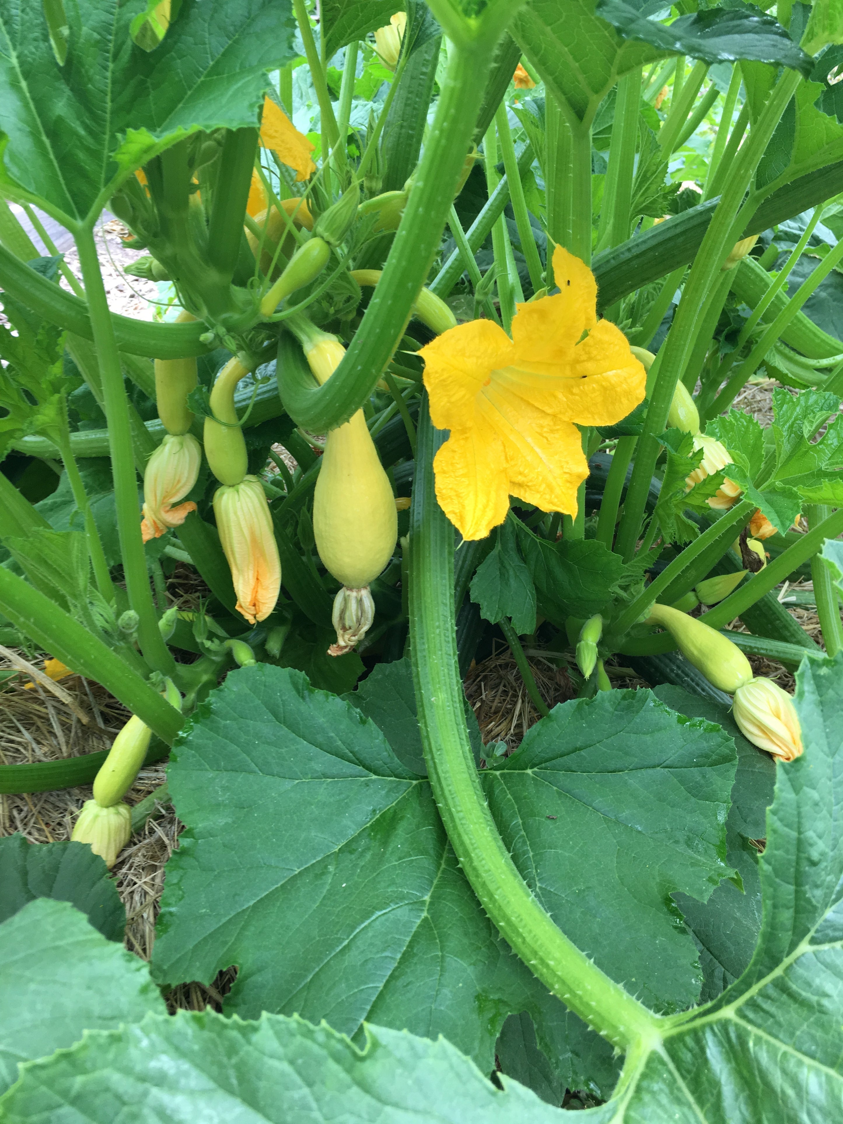 'Sunny Supersett' Crookneck Squash – Renee's Garden