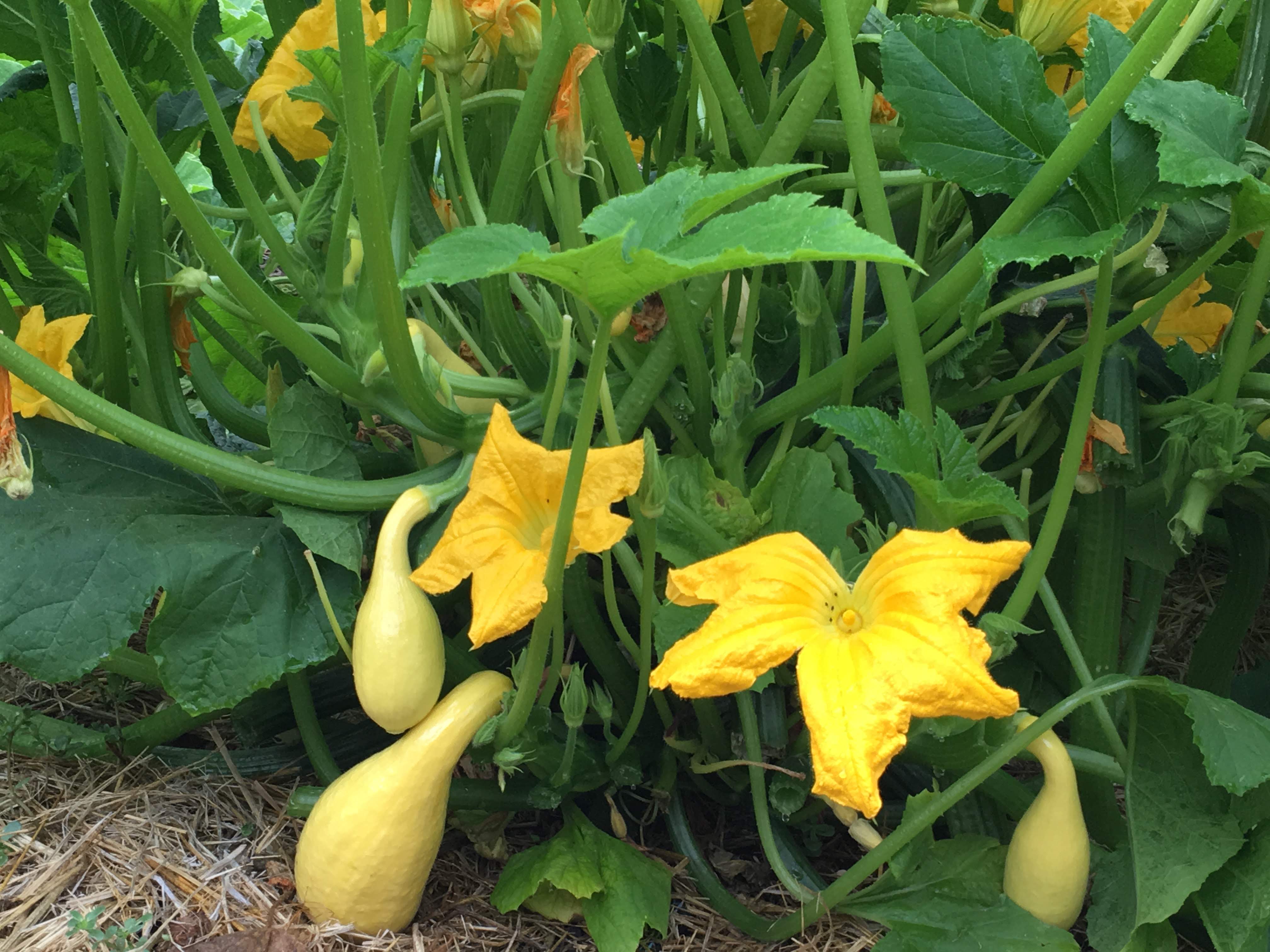 'Sunny Supersett' Crookneck Squash – Renee's Garden