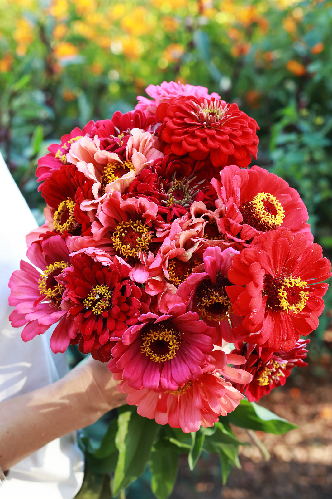 Zinnias – Renee's Garden