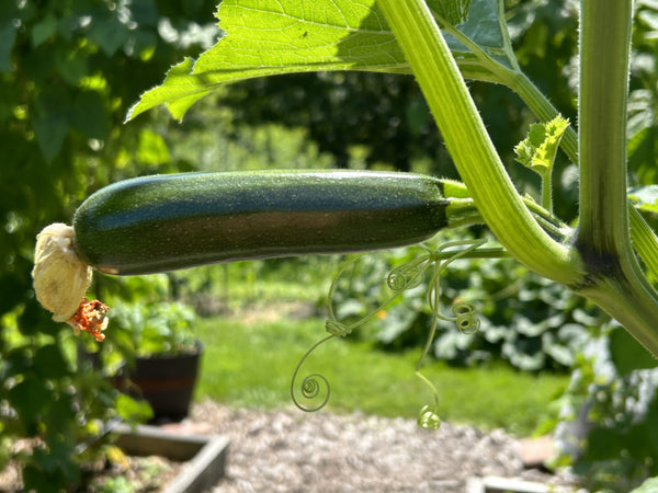 'Incredible Escalator' Climbing Zucchini | Renee's Garden Seeds