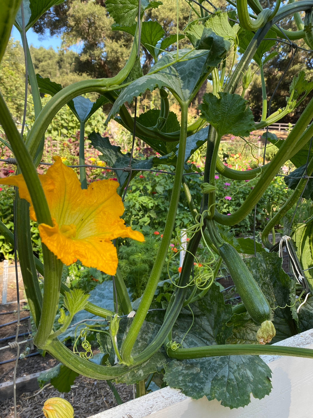 'Chelsea Prize' English Cucumber – Renee's Garden