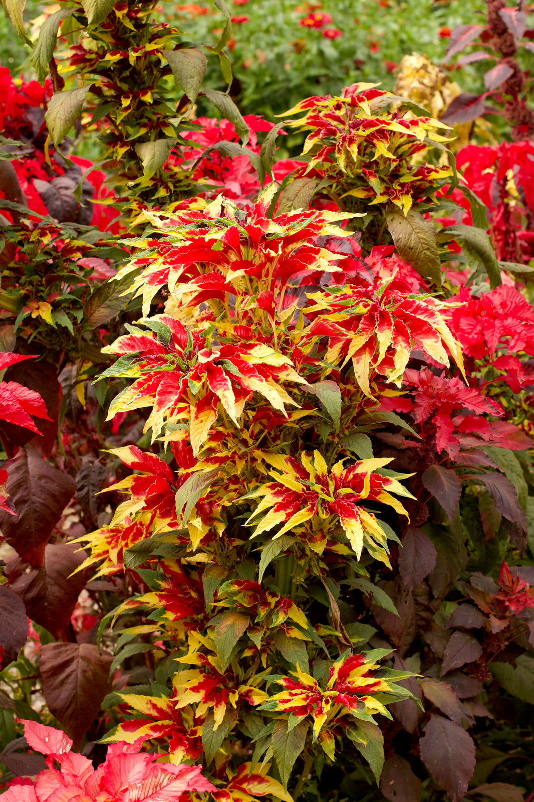Amaranth – Renee's Garden