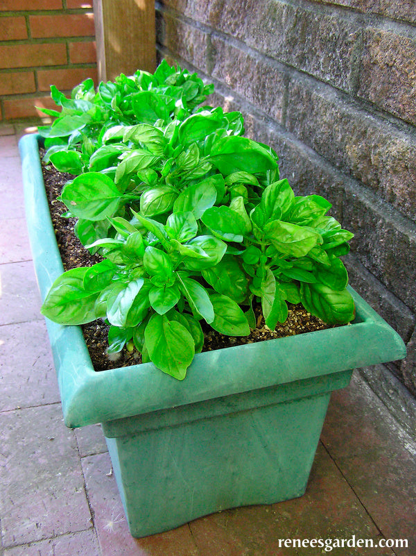 'Italian Cameo' Large-Leaf Container Basil | Renee's Garden Seeds