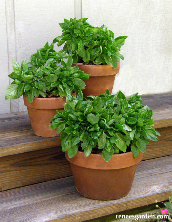 'Italian Cameo' Large-Leaf Container Basil | Renee's Garden Seeds