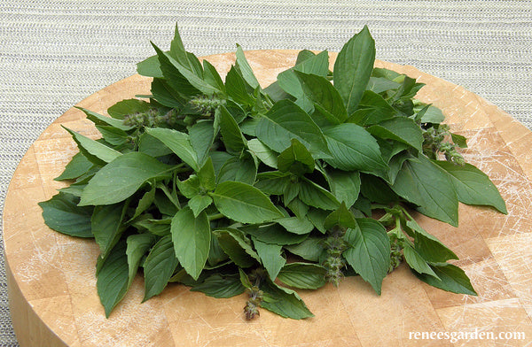 'Mrs. Burns' Lemon Basil' Heirloom Herbs | Renee's Garden Seeds