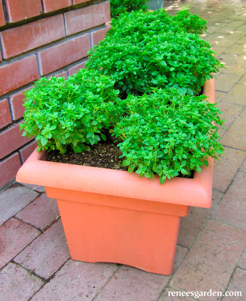 'Windowbox Mini Basil' Kitchen Herbs | Renee's Garden Seeds