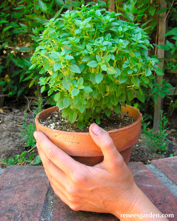 'Windowbox Mini Basil' Kitchen Herbs | Renee's Garden Seeds