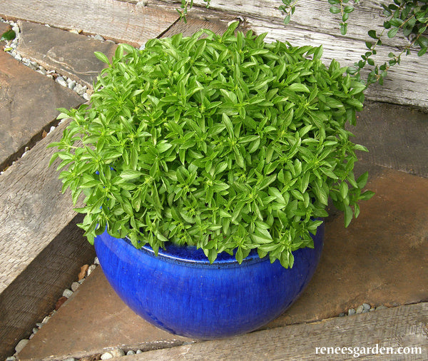 'Windowbox Mini Basil' Kitchen Herbs | Renee's Garden Seeds