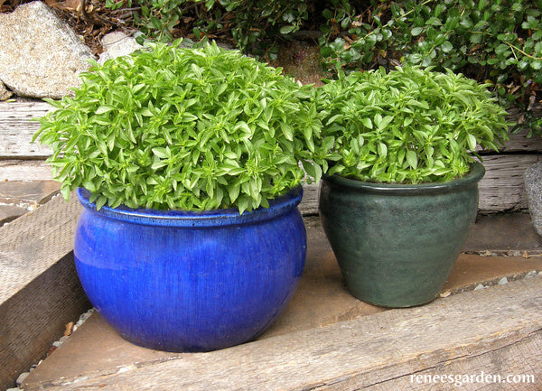 'Windowbox Mini Basil' Kitchen Herbs | Renee's Garden Seeds