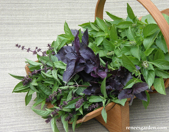 'Scented Basil Trio' Kitchen Herbs – Renee's Garden