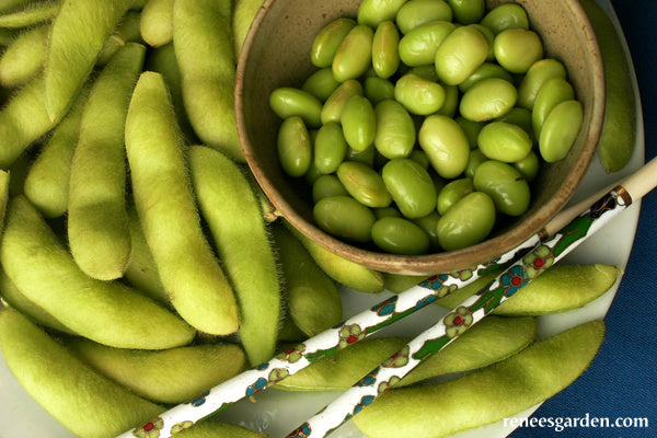 'Edamame' Fresh Soy Beans | Renee's Garden Seeds