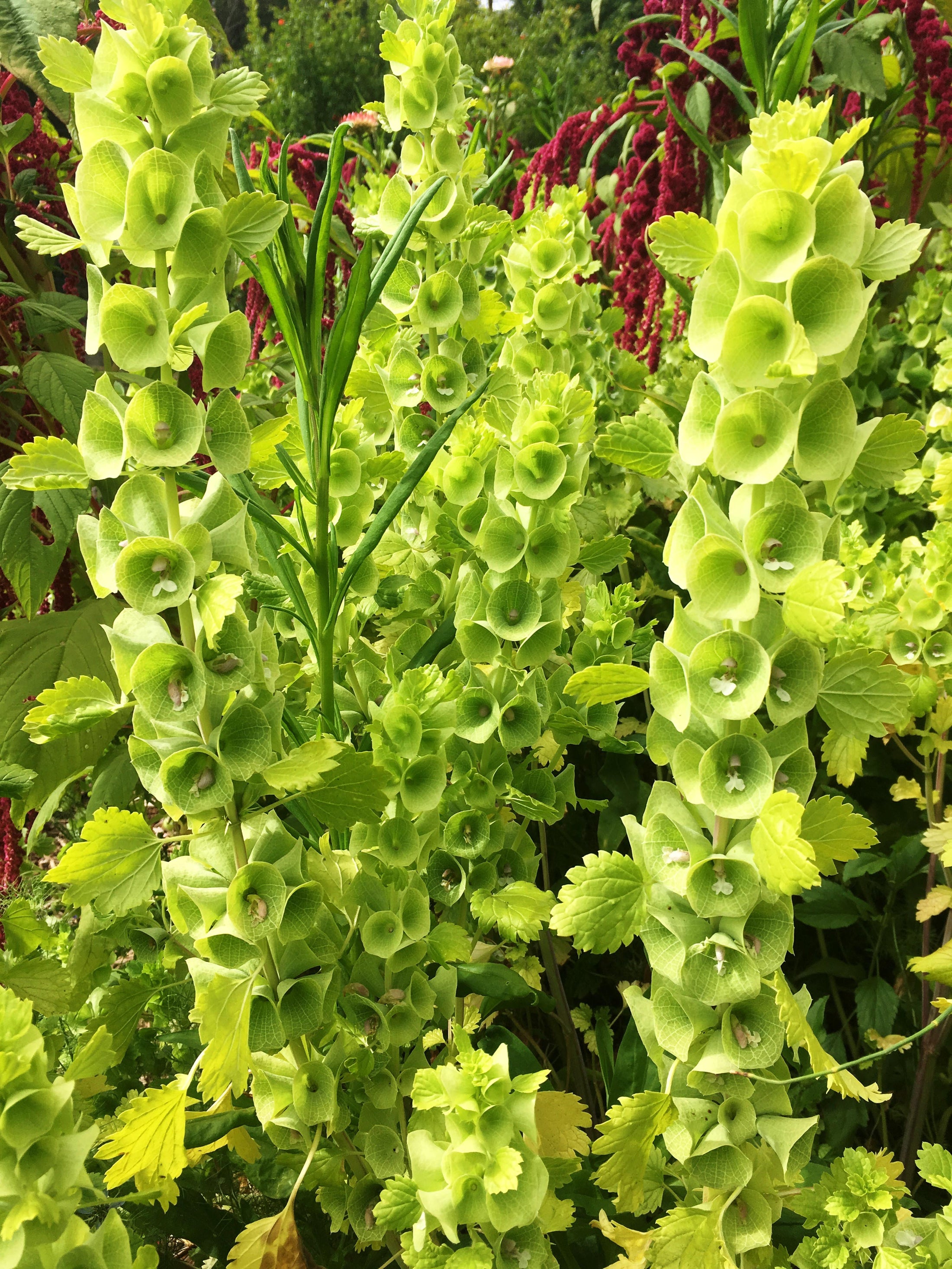 'Antique Apple Green' Heirloom Bells of Ireland – Renee's Garden