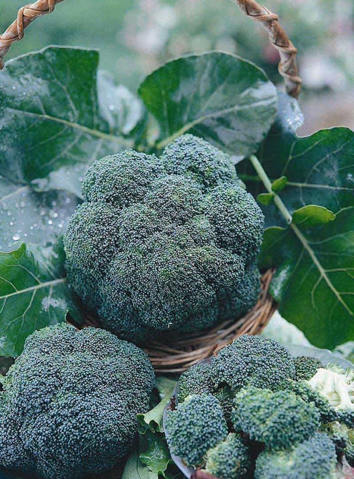 Broccoli – Renee's Garden
