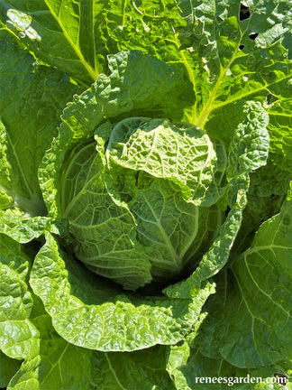 'Emiko' Napa/Chinese Cabbage – Renee's Garden