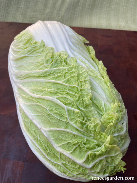 'Emiko' Napa/Chinese Cabbage | Renee's Garden Seeds