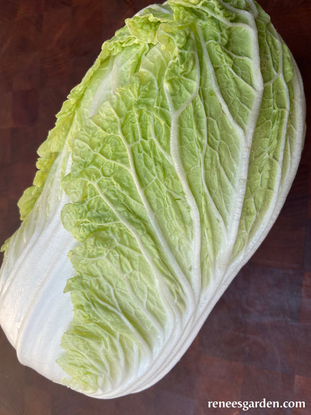 'Emiko' Napa/Chinese Cabbage | Renee's Garden Seeds