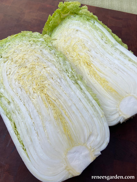 'Emiko' Napa/Chinese Cabbage | Renee's Garden Seeds