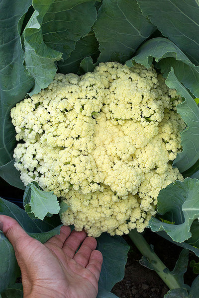 'Fioretto' Floret Cauliflower | Renee's Garden Seeds