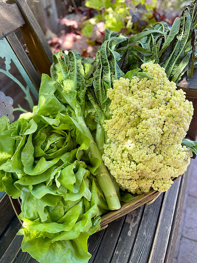 'Fioretto' Floret Cauliflower | Renee's Garden Seeds