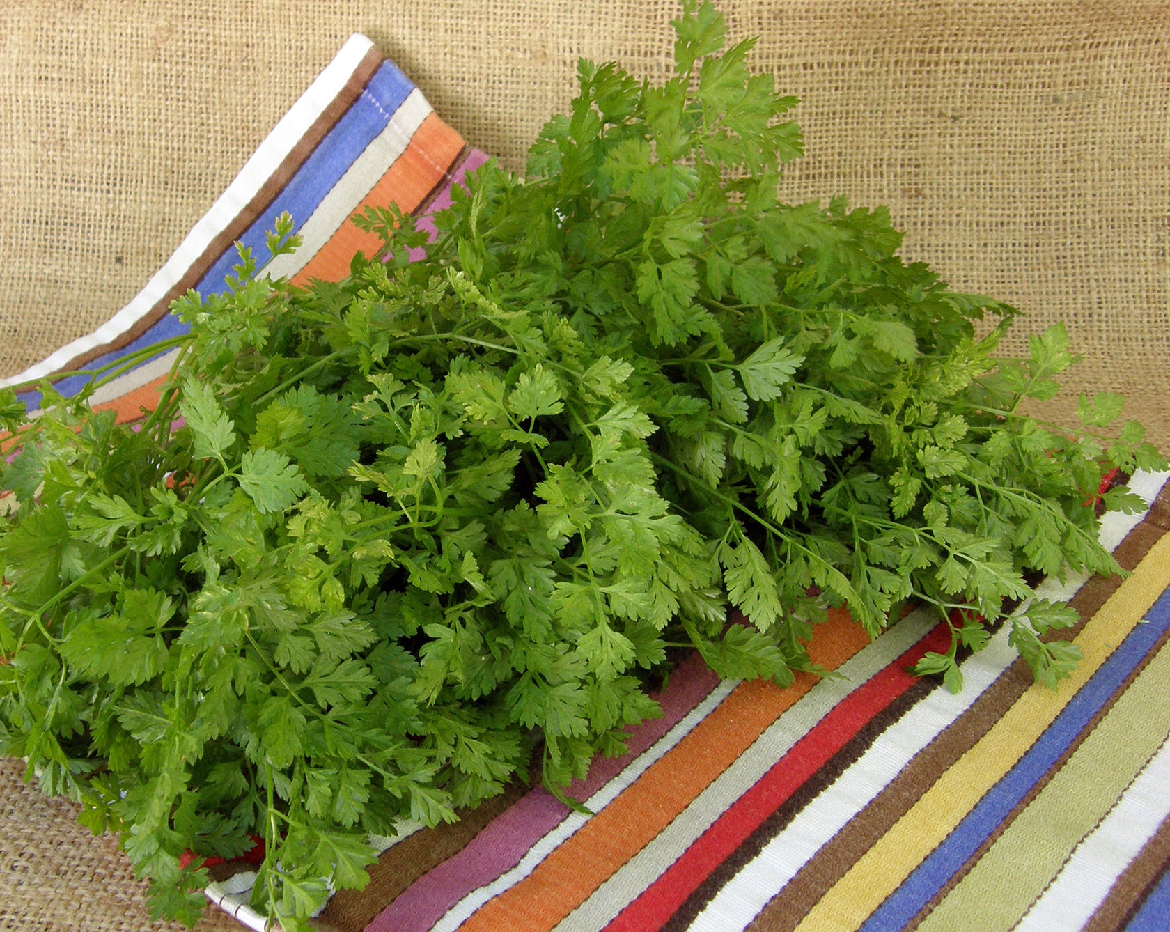 'French Chervil' Heirloom Herbs – Renee's Garden