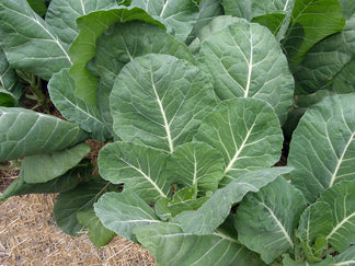 'Green Flash' Gourmet Collards – Renee's Garden