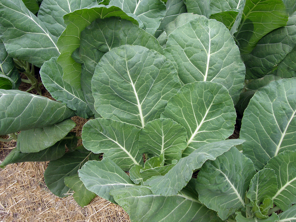 'Green Flash' Gourmet Collards – Renee's Garden