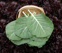 'Green Flash' Gourmet Collards – Renee's Garden