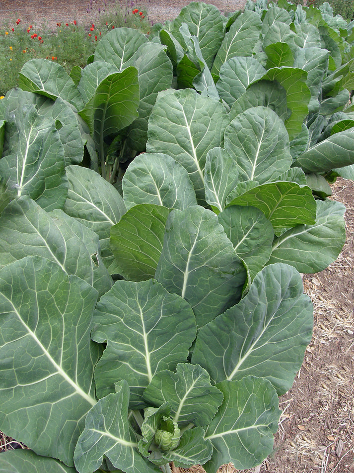 'Green Flash' Gourmet Collards – Renee's Garden