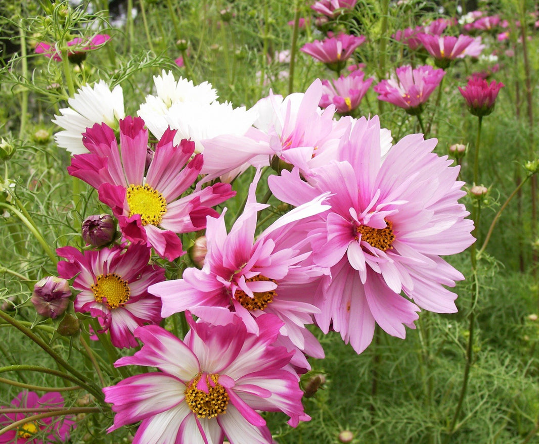 Flowers – tagged "Cosmos" – Renee's Garden