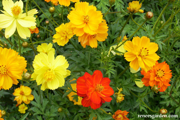 'Little Ladybirds' Butterfly Cosmos | Renee's Garden Seeds