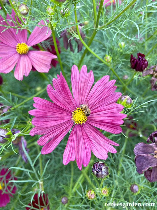 'Velouette' Bouquet Cosmos – Renee's Garden