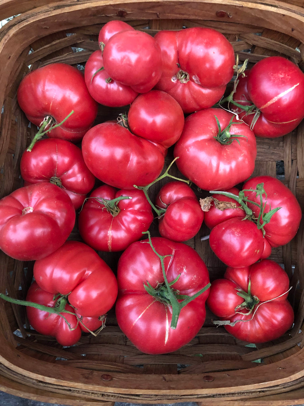 Tomato – Renee's Garden
