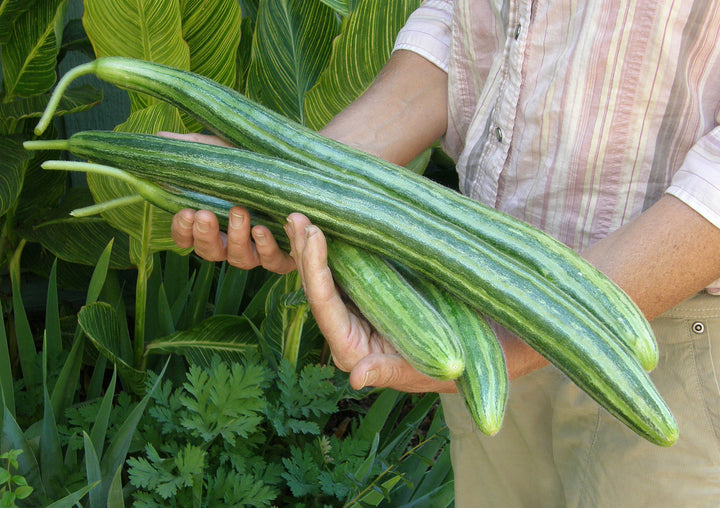 Cucumbers – Renee's Garden