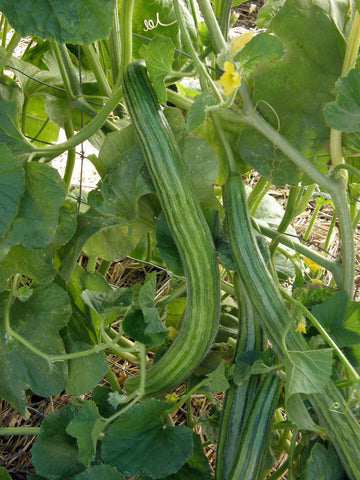 Cucumbers – Renee's Garden