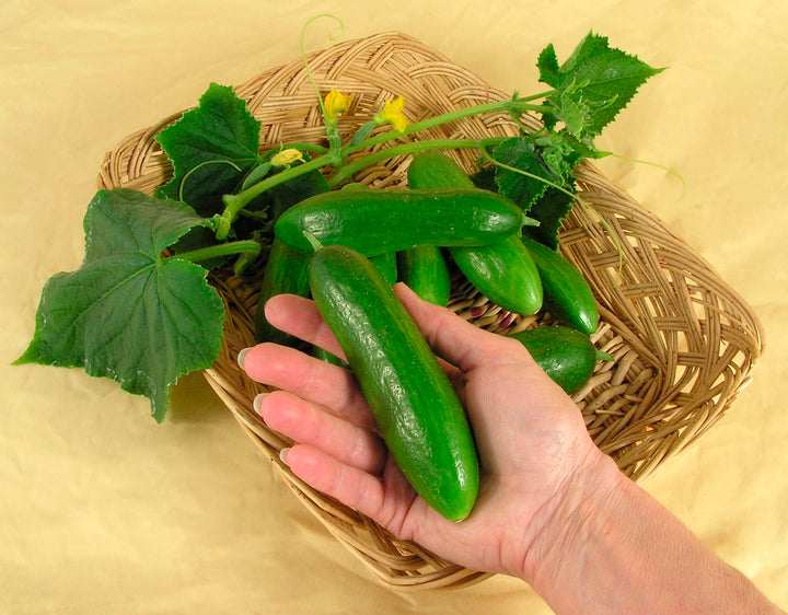 Sili-Seedlings Silicone Seed Starting Trays – Renee's Garden