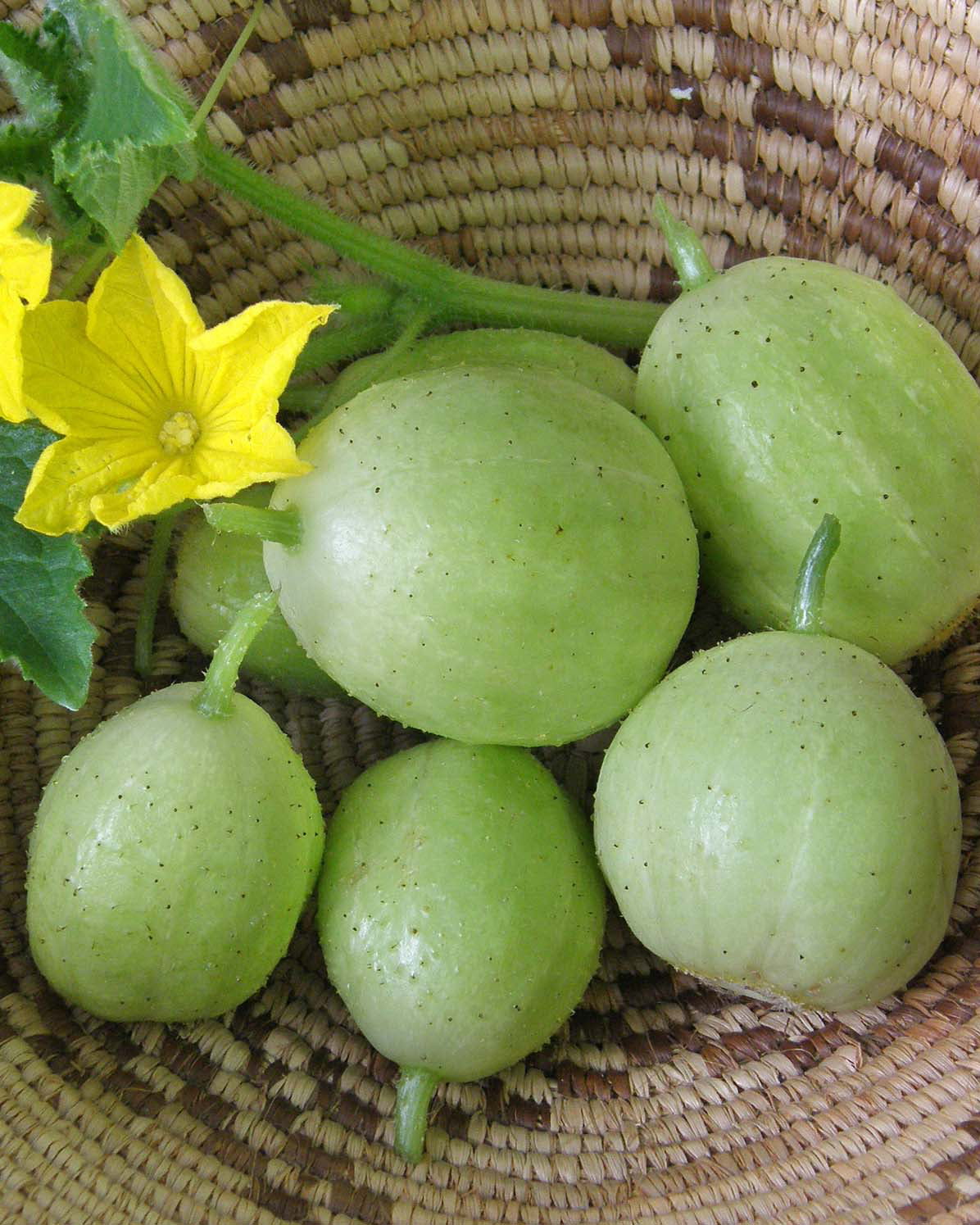 Cucumbers – Renee's Garden