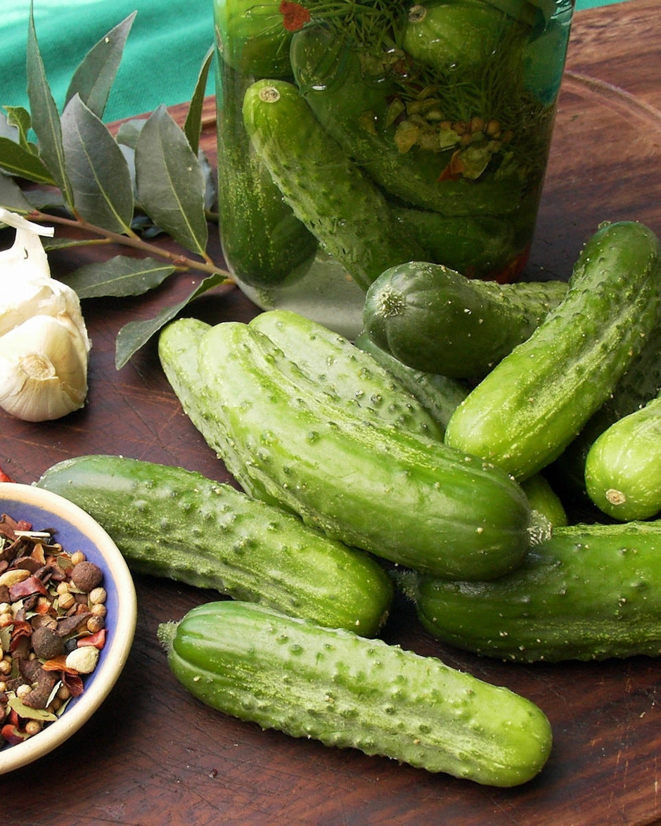 Cucumbers – Renee's Garden