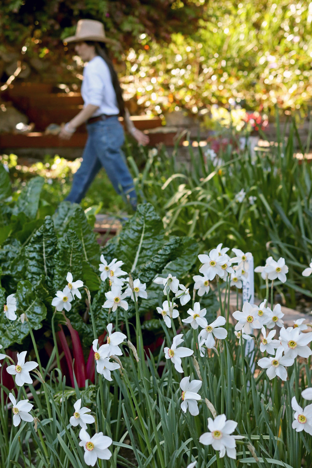 Daffodils – Renee's Garden