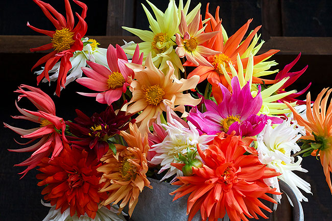'Summer Fireworks' Pollinator Dahlias | Renee's Garden Seeds