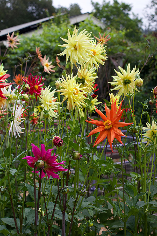 'Summer Fireworks' Pollinator Dahlias | Renee's Garden Seeds