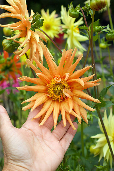'Summer Fireworks' Pollinator Dahlias | Renee's Garden Seeds