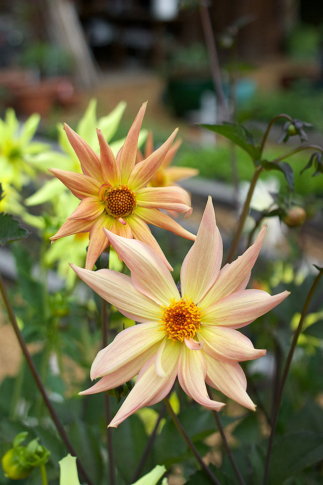 'Summer Fireworks' Pollinator Dahlias | Renee's Garden Seeds